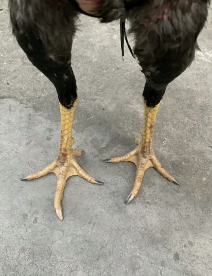 Tìm hiểu về gà chân cua và cách lựa chọn gà chiến mạnh mẽ